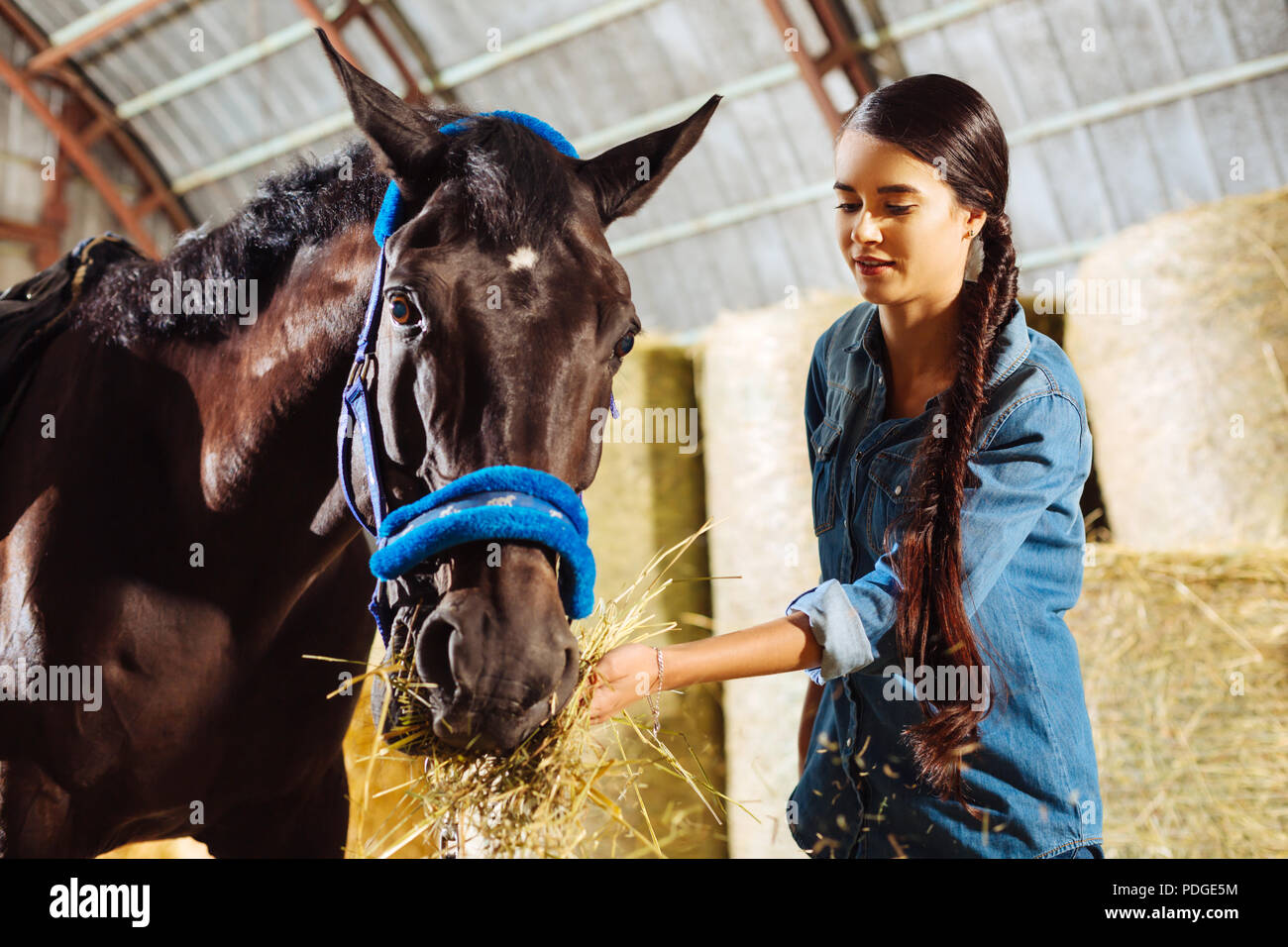 Cheval En Paille Banque d'image et photos - Alamy