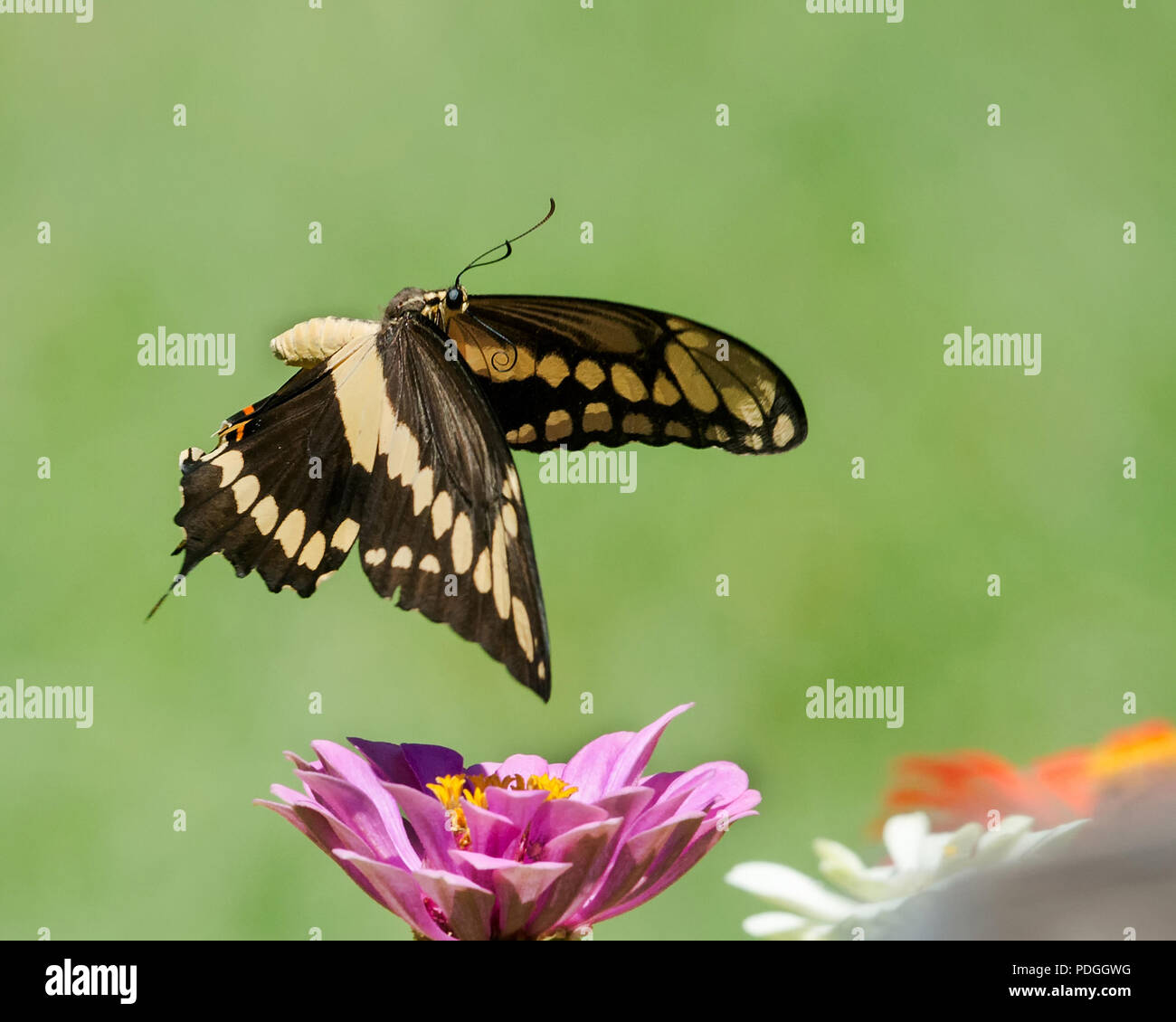 Beauté des papillons dans la nature Banque de photographies et d’images ...