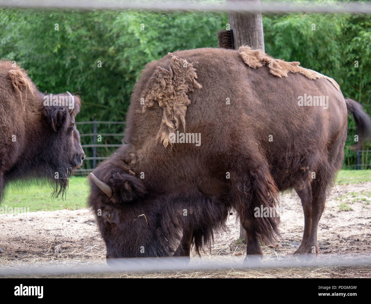 Bison enclosure Banque de photographies et d’images à haute résolution ...