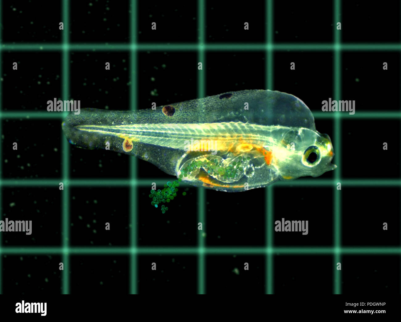 Micro Plastique Banque d'image et photos - Alamy