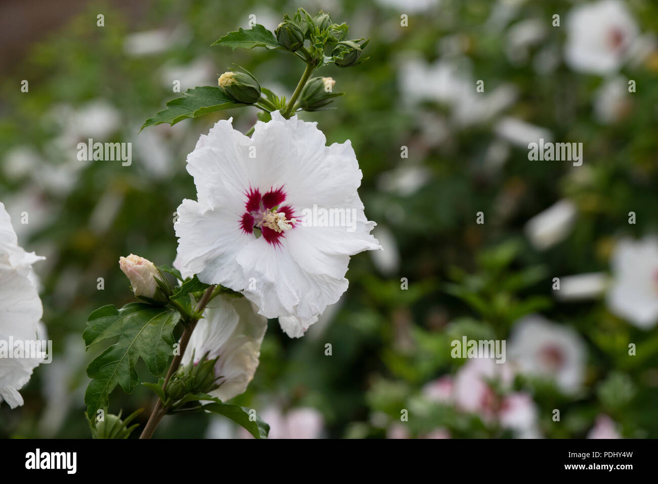 Hibiscus syriacus pinky spot Banque de photographies et d’images à ...