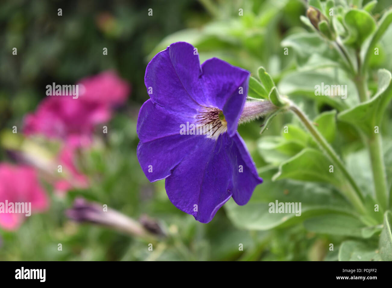Sorte de fleurs Banque de photographies et d’images à haute résolution ...