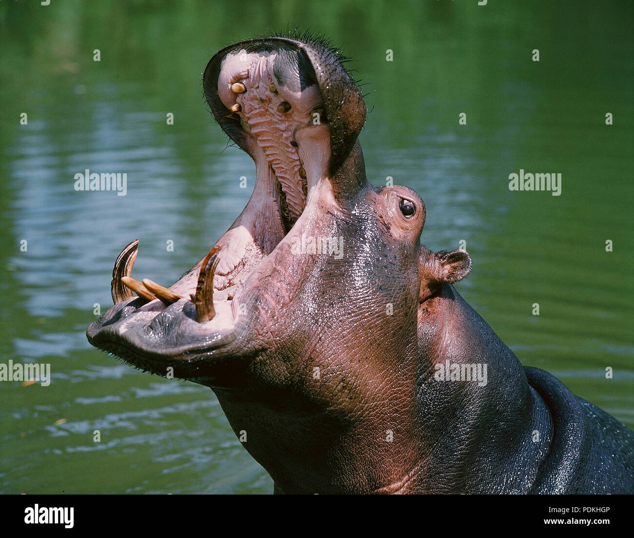 Bouche ouverte d'hippopotame Banque de photographies et d’images à ...