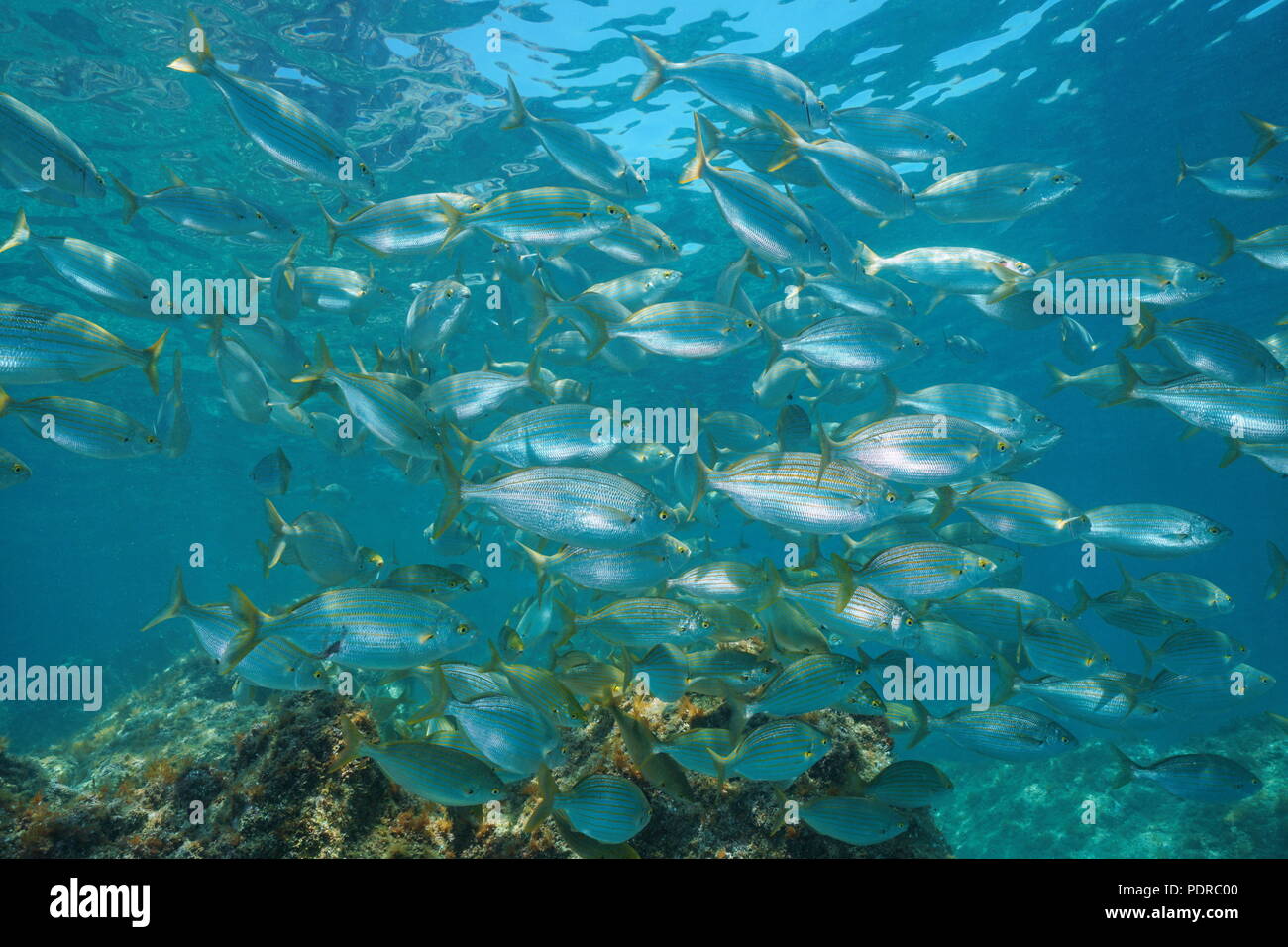 Un banc de poissons sous l'eau dans la mer Méditerranée (dreamfish ...