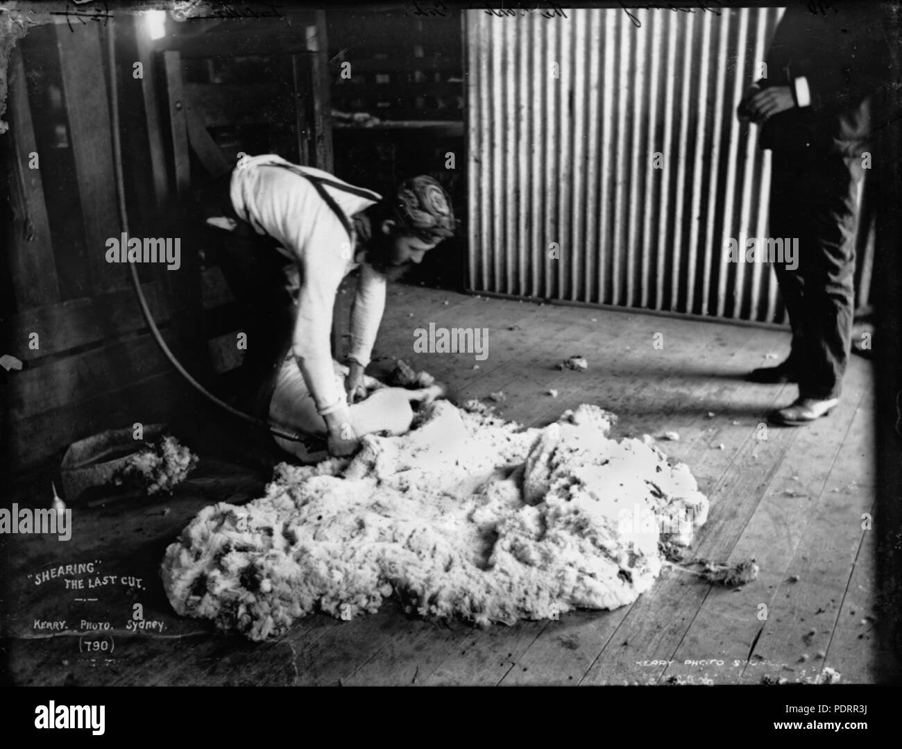 Coupe animal Banque d'images noir et blanc - Alamy