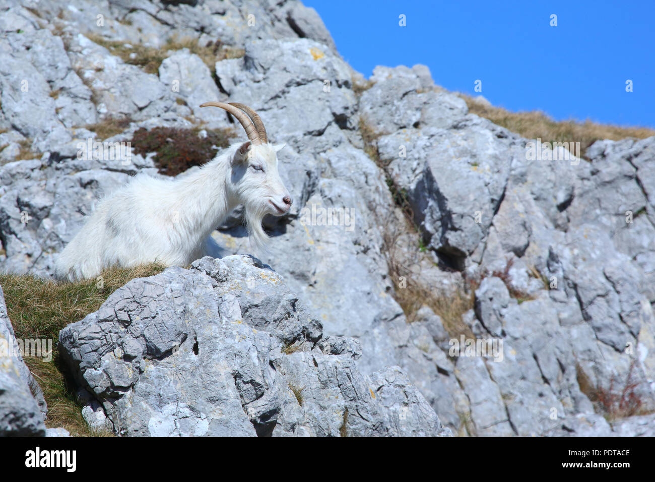 Wild kashmiri goat Banque de photographies et d’images à haute ...