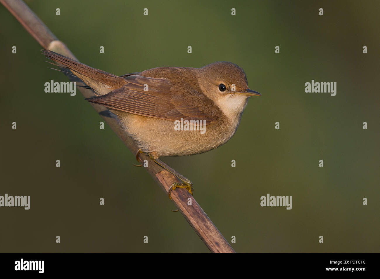 Fauvette des roseaux Banque de photographies et d’images à haute ...