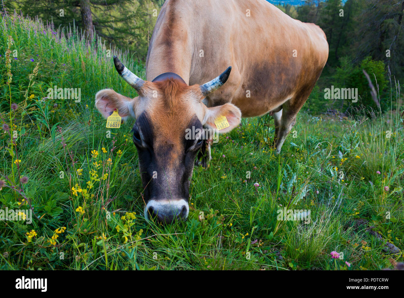 Vache brune suisse sur l'alpage Banque de photographies et d’images à ...