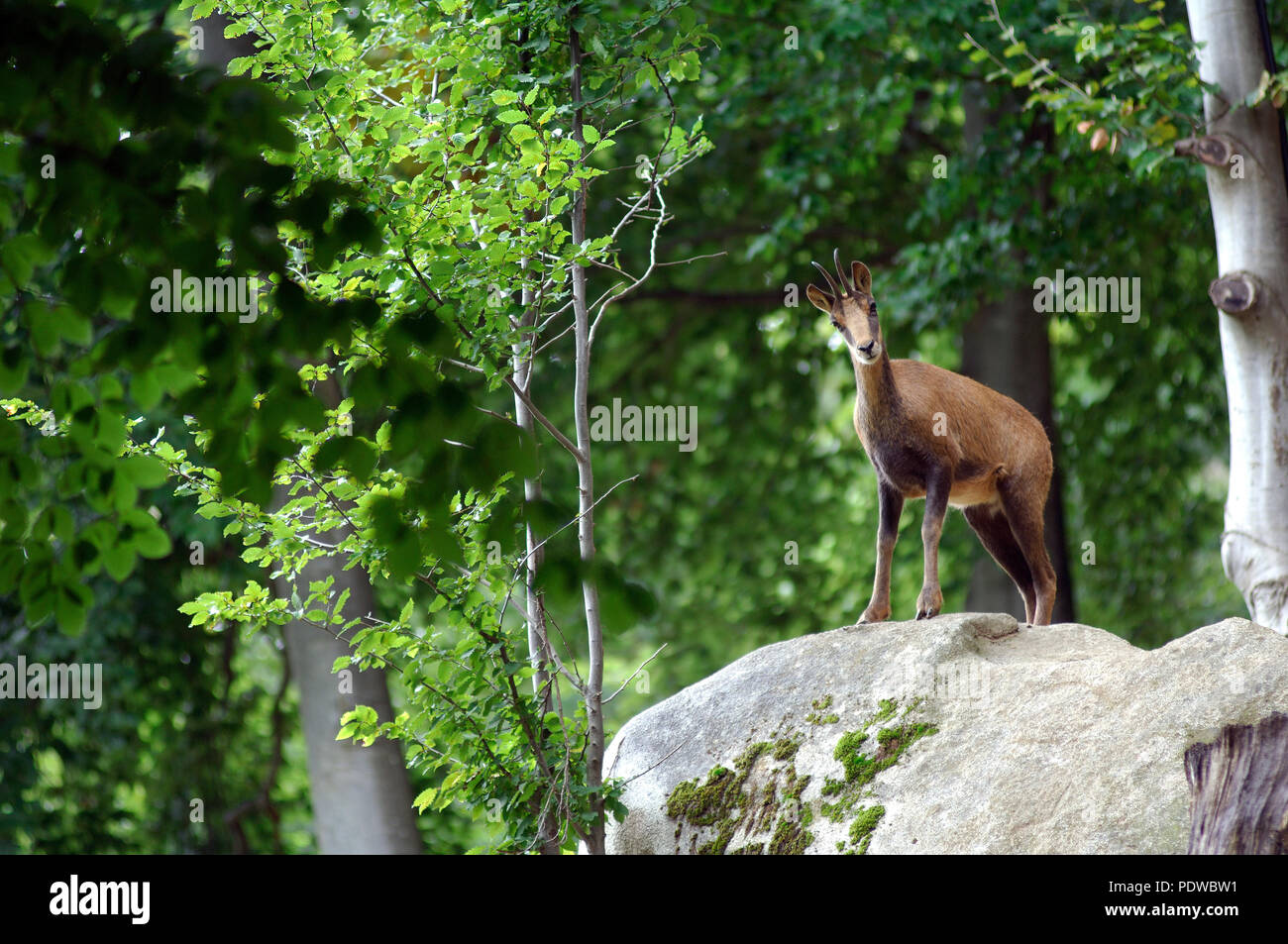 Isard pyrenees Banque de photographies et d’images à haute résolution ...