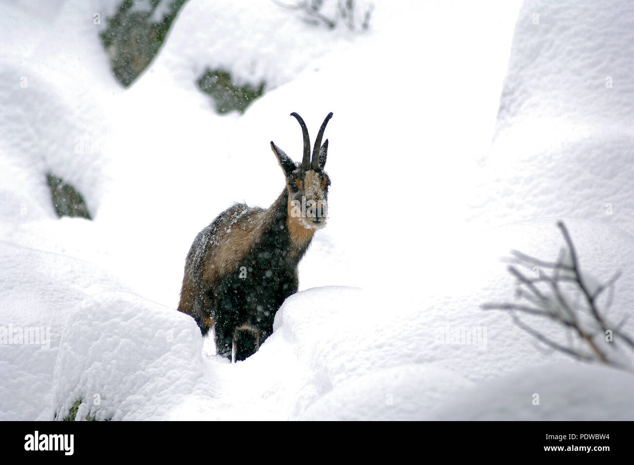 Isard pyrenees Banque de photographies et d’images à haute résolution ...