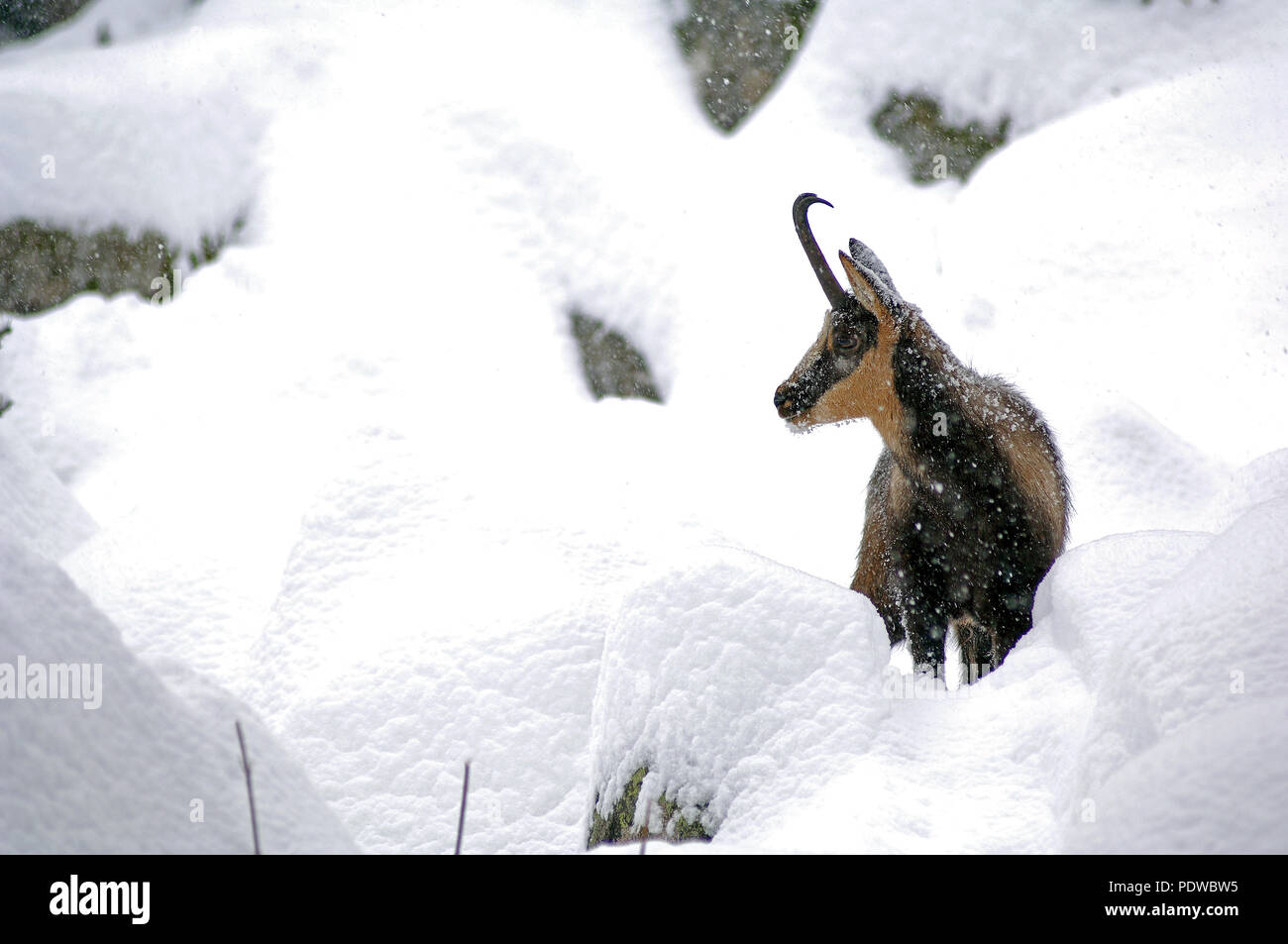 Isard hiver Banque de photographies et d’images à haute résolution - Alamy