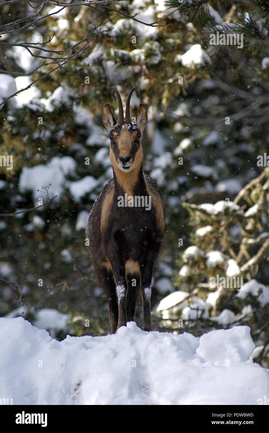 Isard pyrenees Banque de photographies et d’images à haute résolution ...