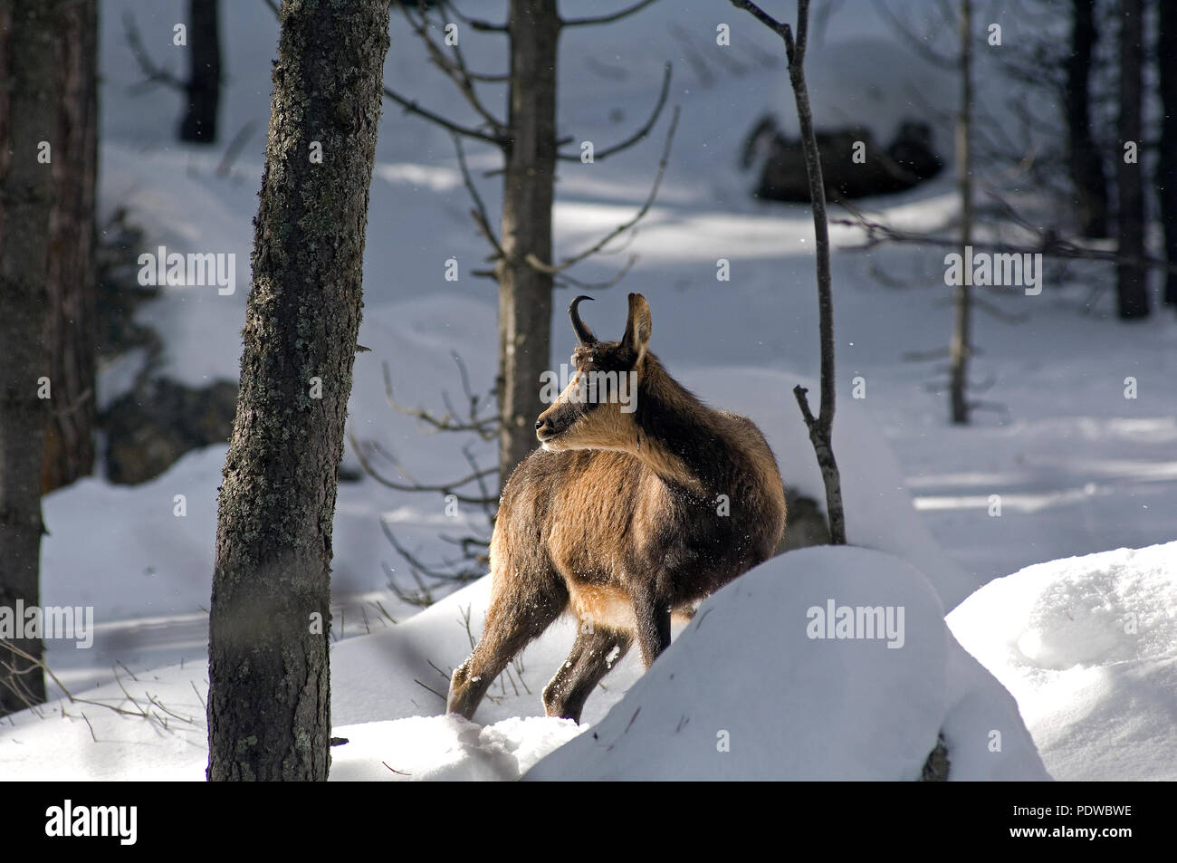 Isard pyrenees Banque de photographies et d’images à haute résolution ...