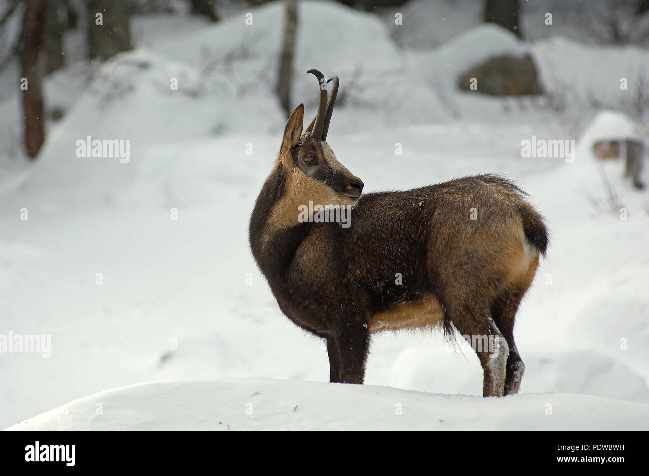 Isard pyrenees Banque de photographies et d’images à haute résolution ...