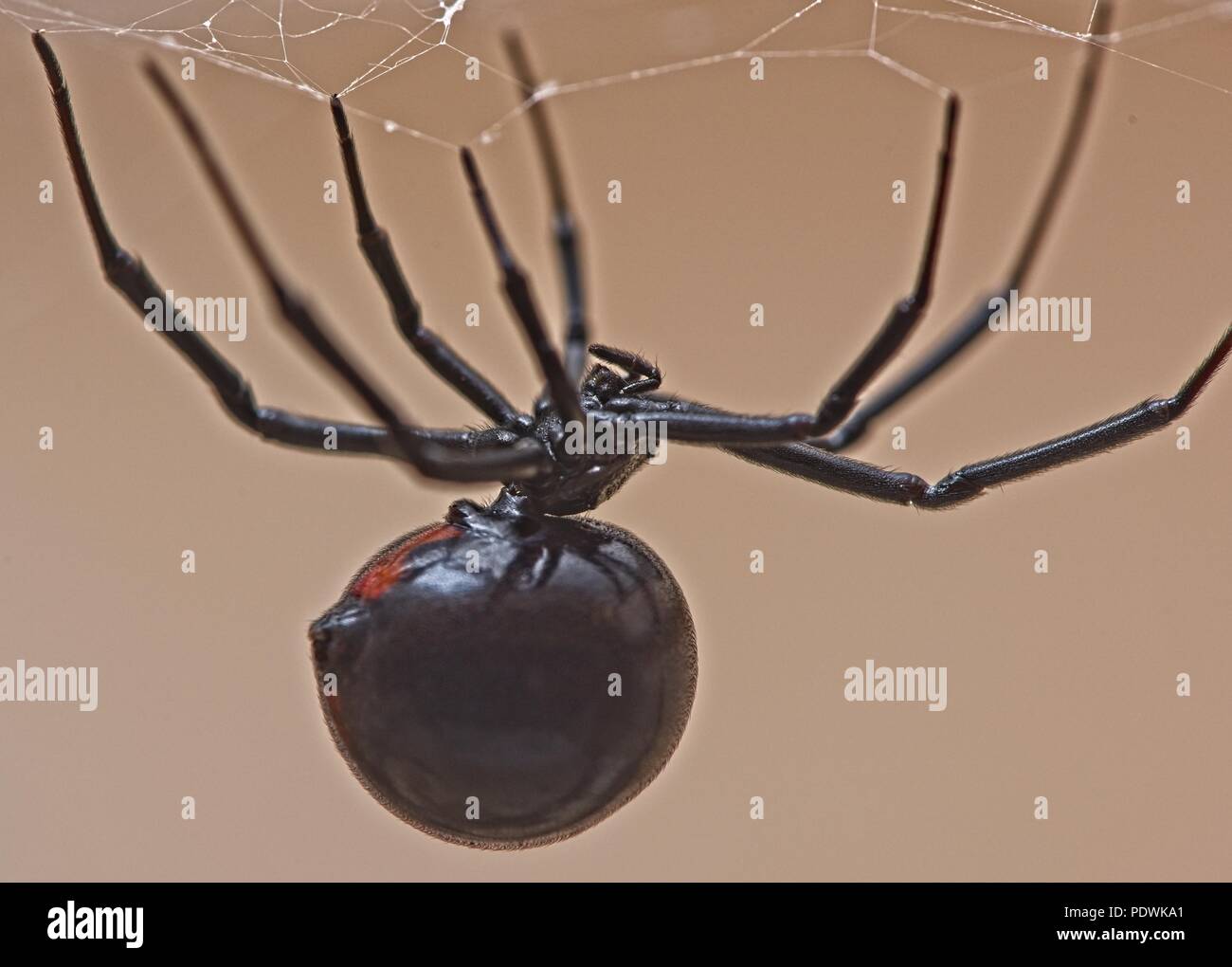 Black widow spider female latrodectus Banque de photographies et d ...