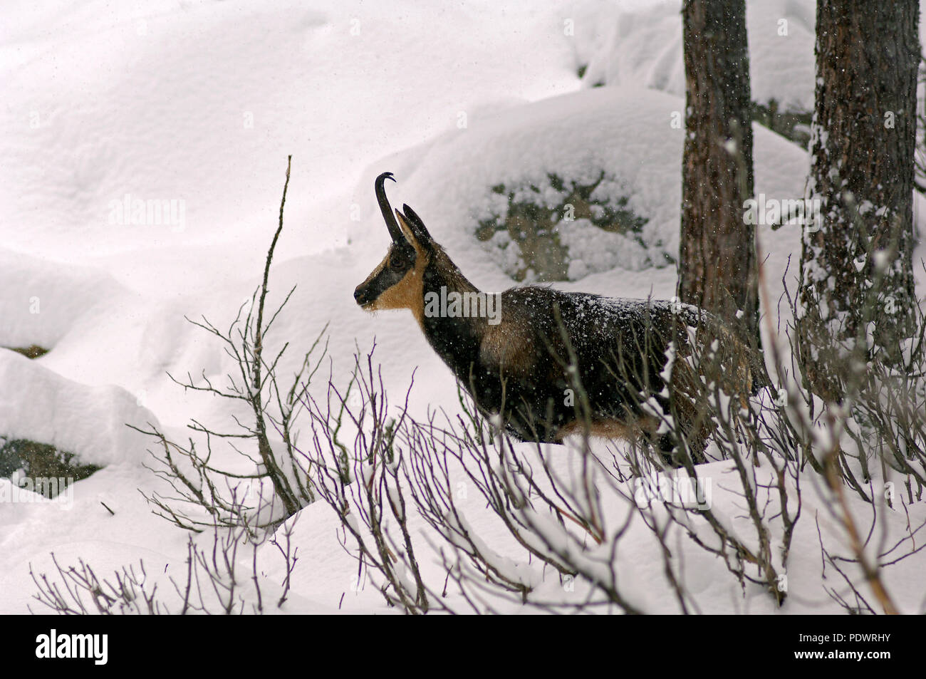 Isard pyrenees Banque de photographies et d’images à haute résolution ...