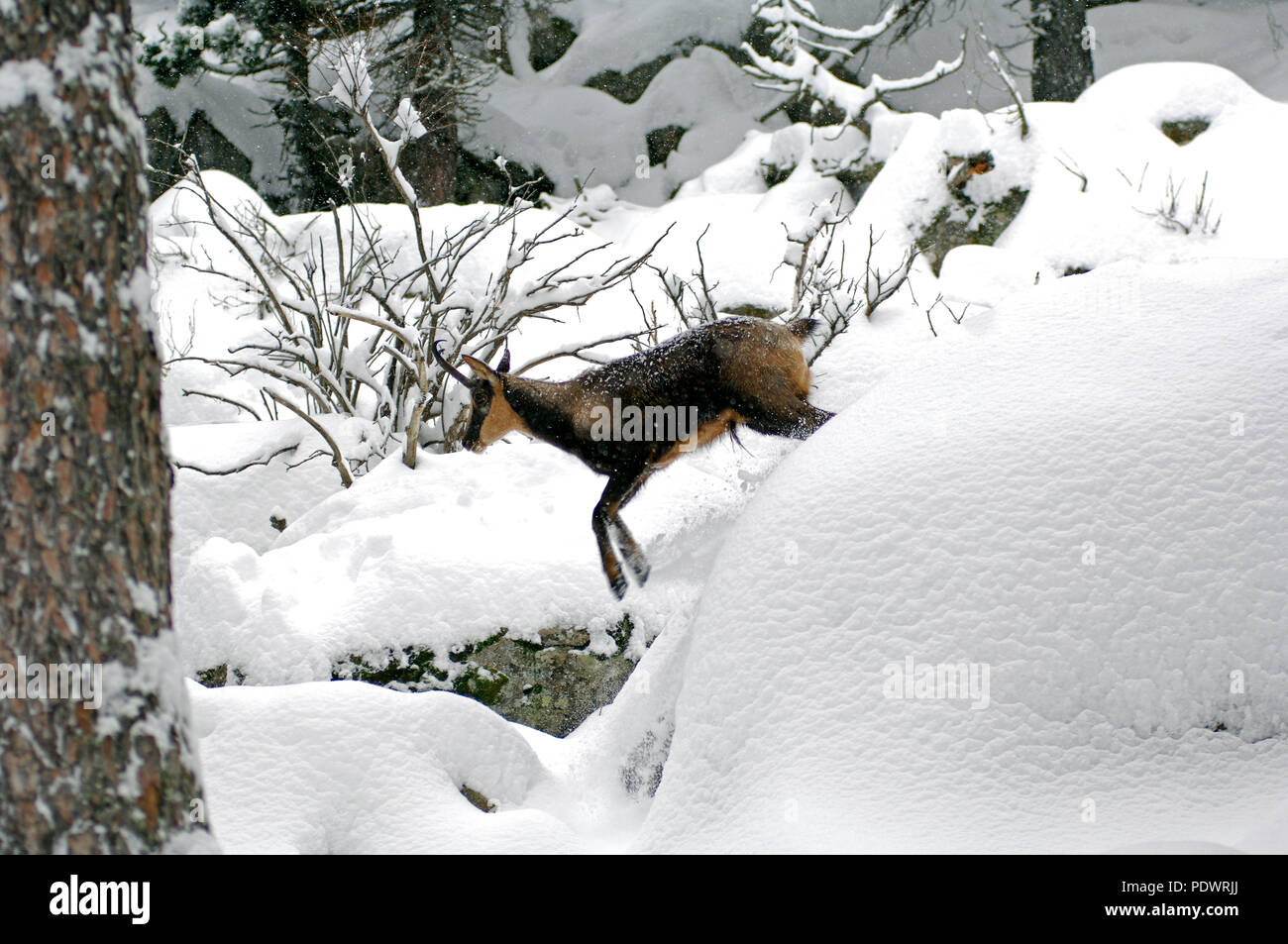 Isard pyrenees Banque de photographies et d’images à haute résolution ...