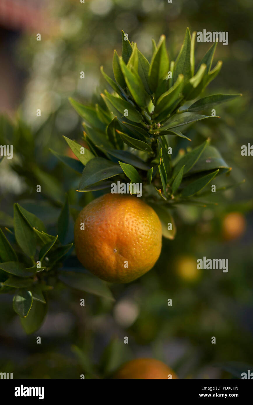 Citrus myrtifolia Banque de photographies et d’images à haute ...