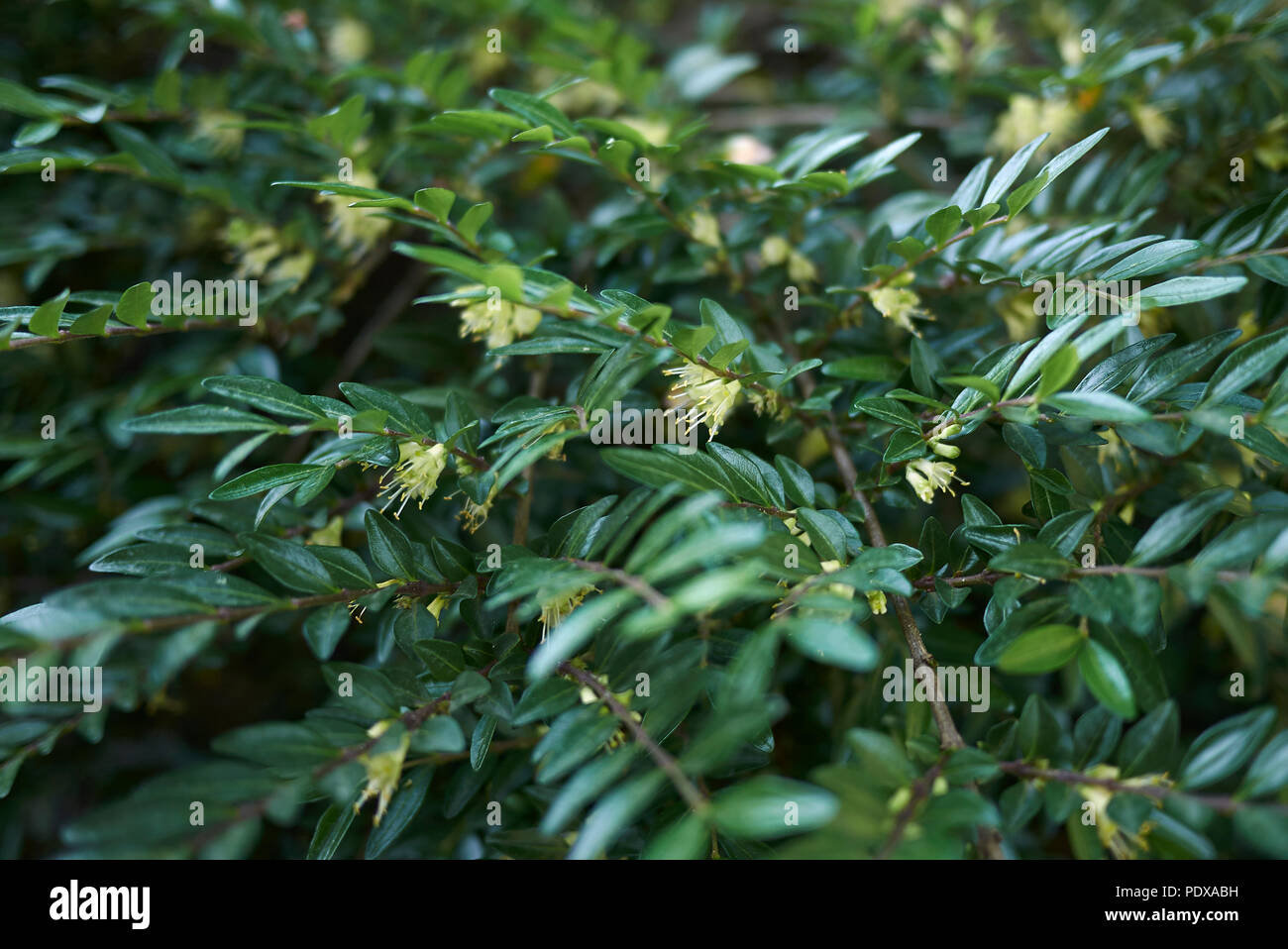 Lonicera nitida Banque de photographies et d’images à haute résolution ...