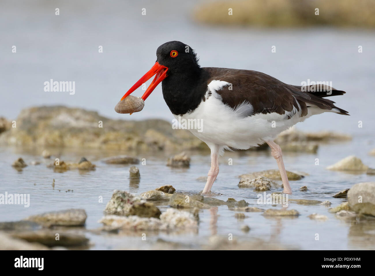 Huîtrier d'Amérique (Haematopus palliatus) prendre un poisson dans un ...