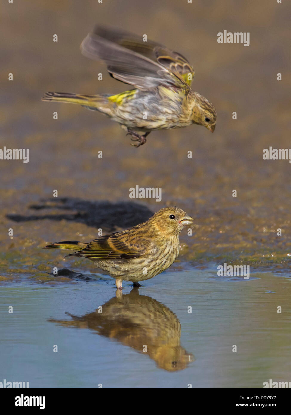 Serin bird Banque de photographies et d’images à haute résolution - Alamy