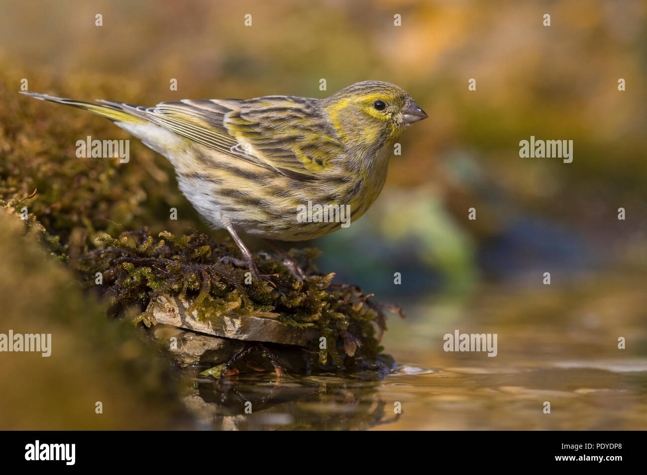 Serin bird Banque de photographies et d’images à haute résolution - Alamy