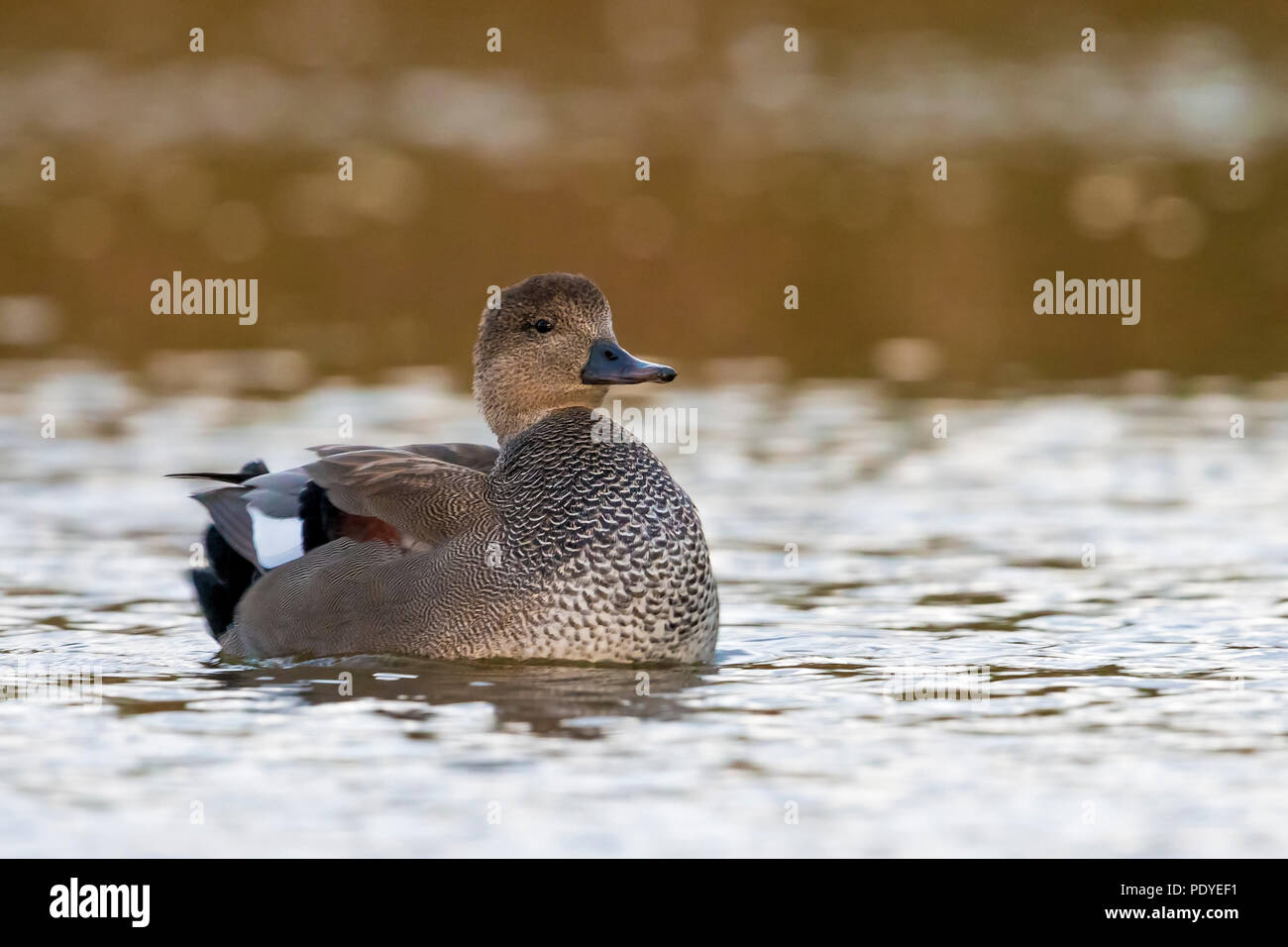 Canard de natation Banque de photographies et d’images à haute ...