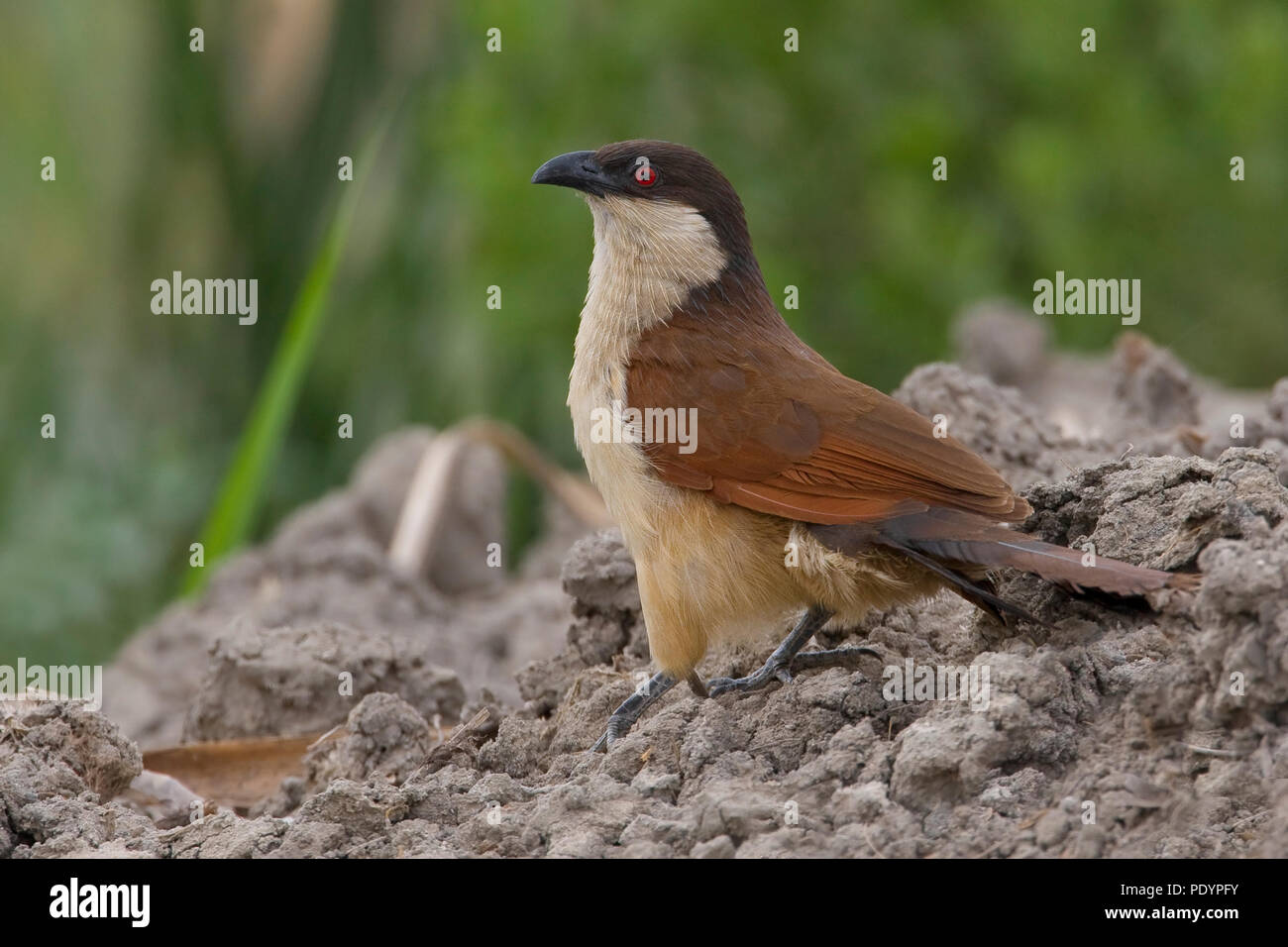 Centropus senegalensis Banque de photographies et d’images à haute ...