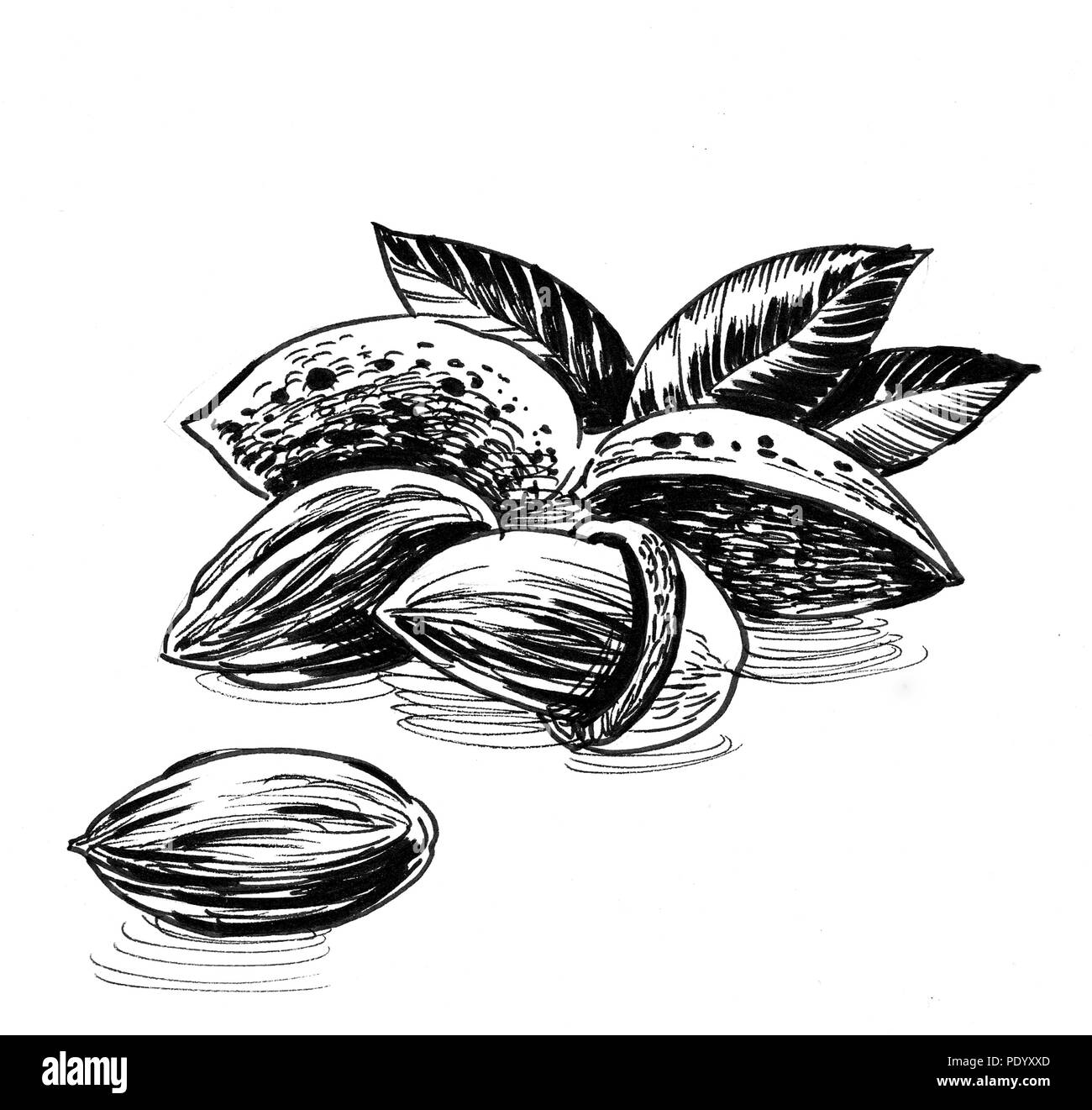 Feuilles d'amande Banque d'images noir et blanc - Alamy