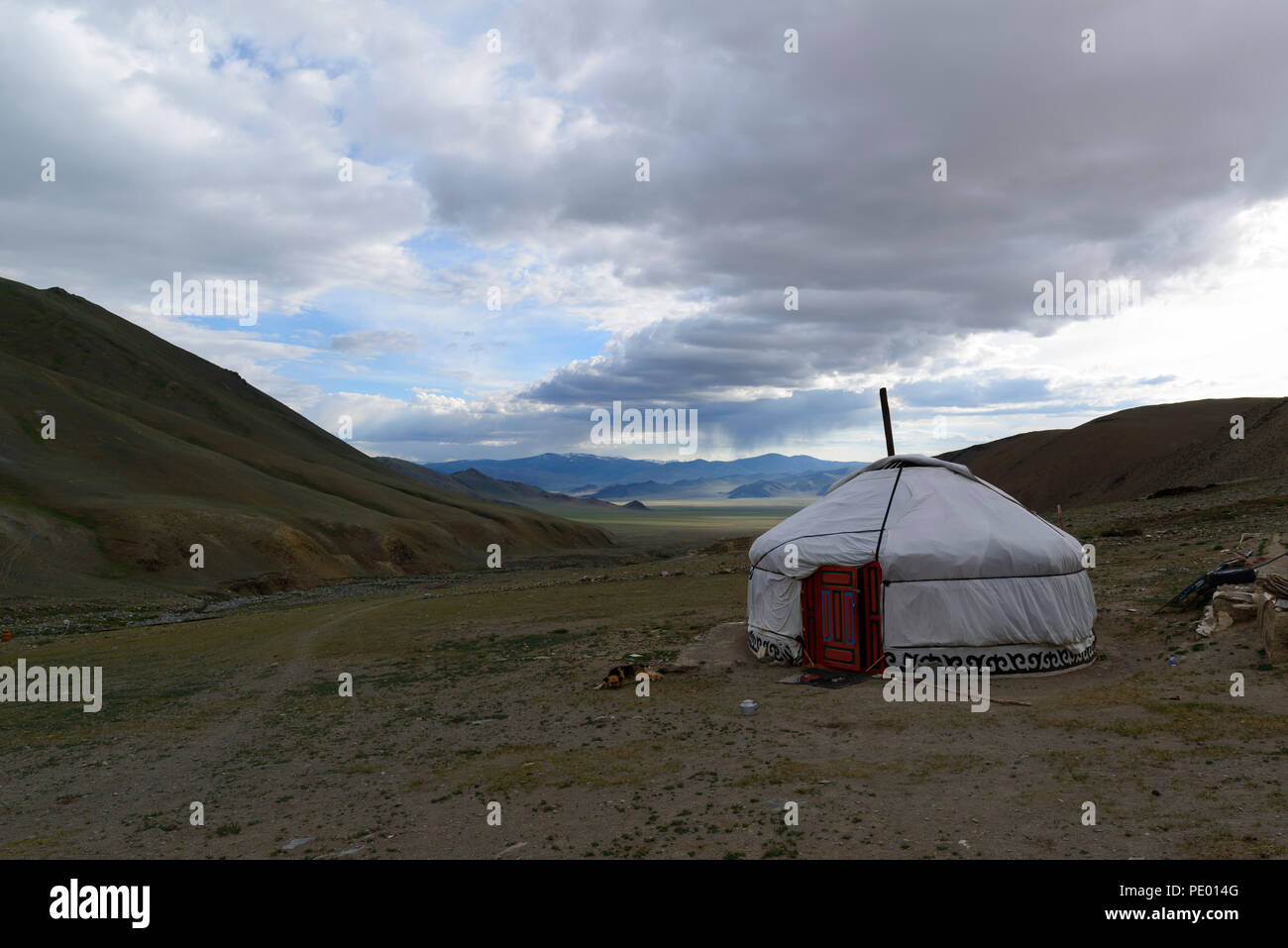 Le chien jaune de mongolie Banque de photographies et d’images à haute ...