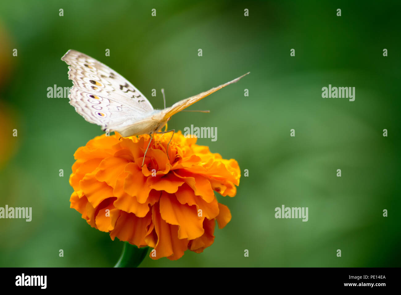 Papillons orange et noir Banque de photographies et d’images à haute ...