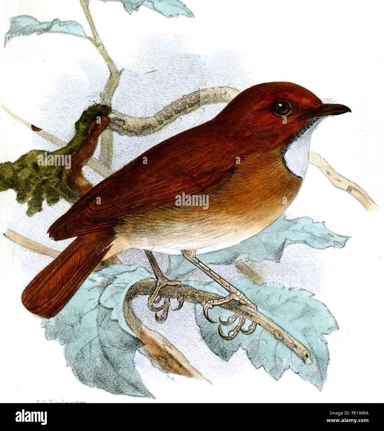 Anthipes solitaris Banque de photographies et d’images à haute résolution - Alamy