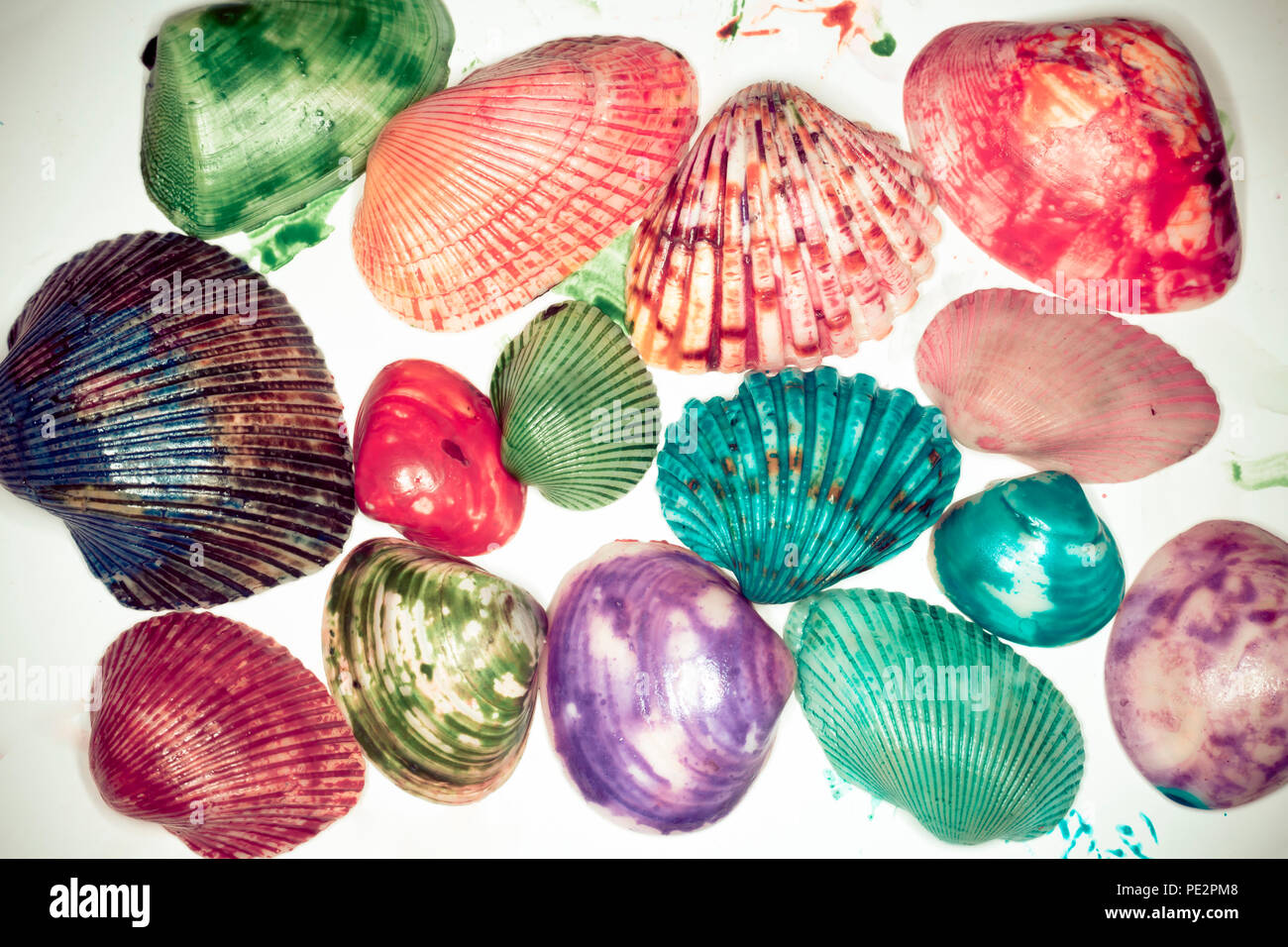 Beaux coquillages Banque de photographies et d’images à haute ...