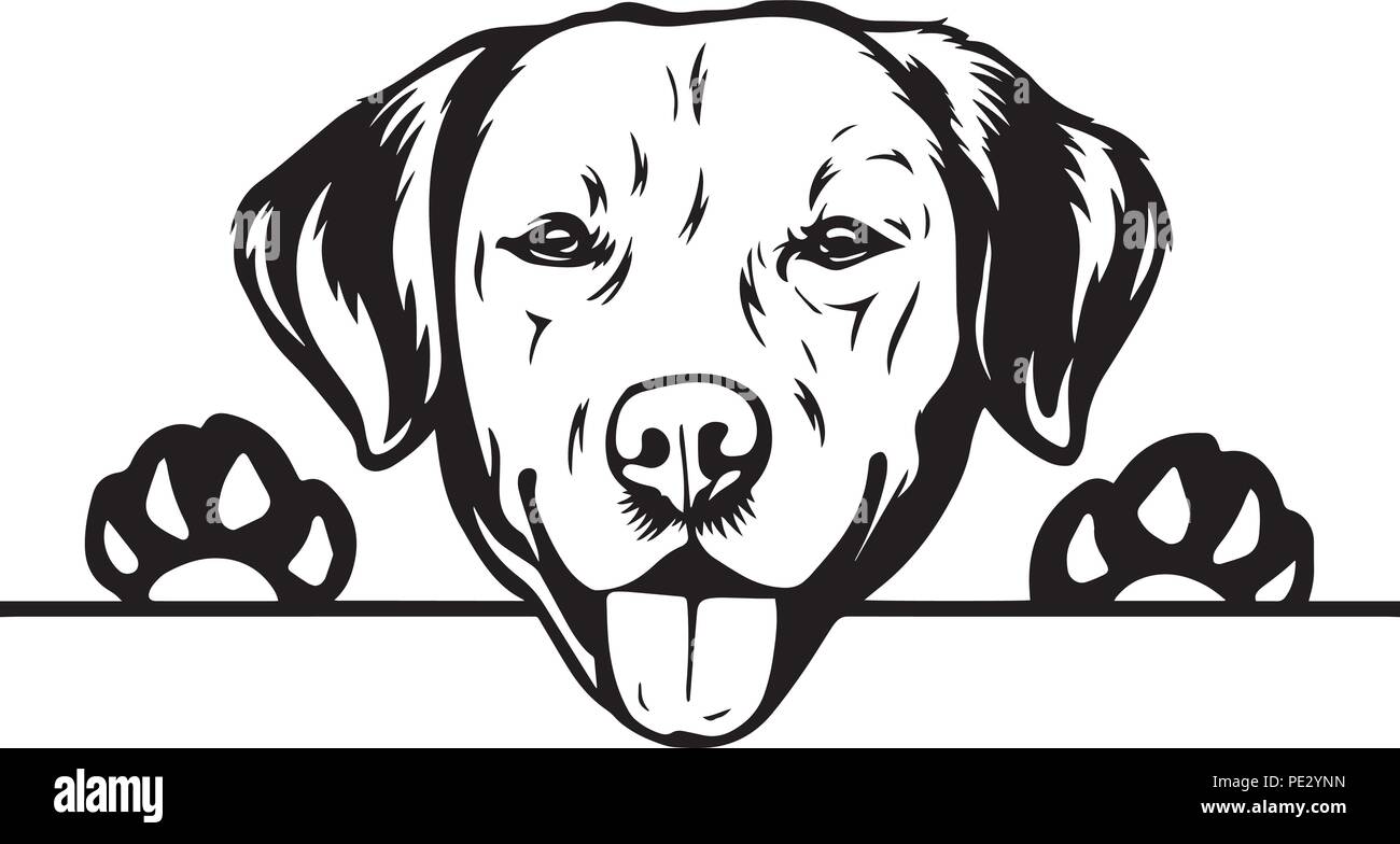 Tete labrador dessin Banque d'images vectorielles - Page 2 - Alamy