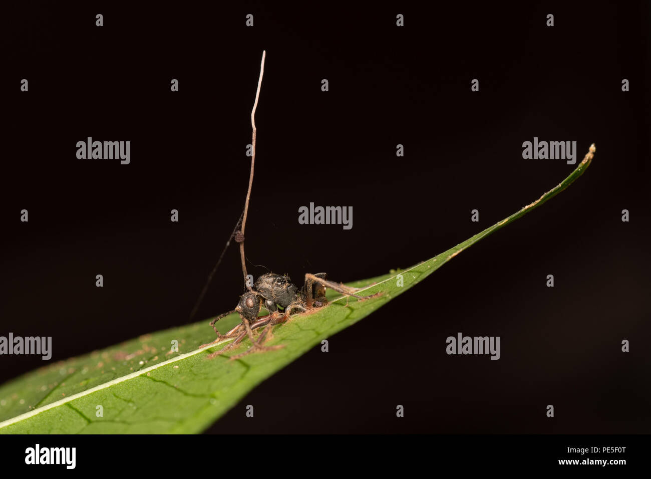 Fourmi zombie Banque de photographies et d’images à haute résolution ...