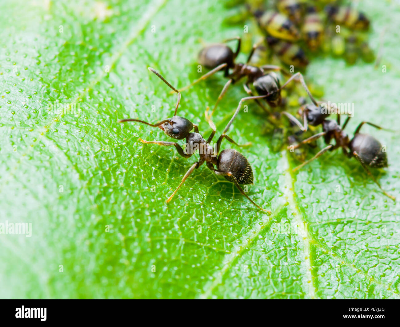 Colonie de pucerons Banque de photographies et d’images à haute ...