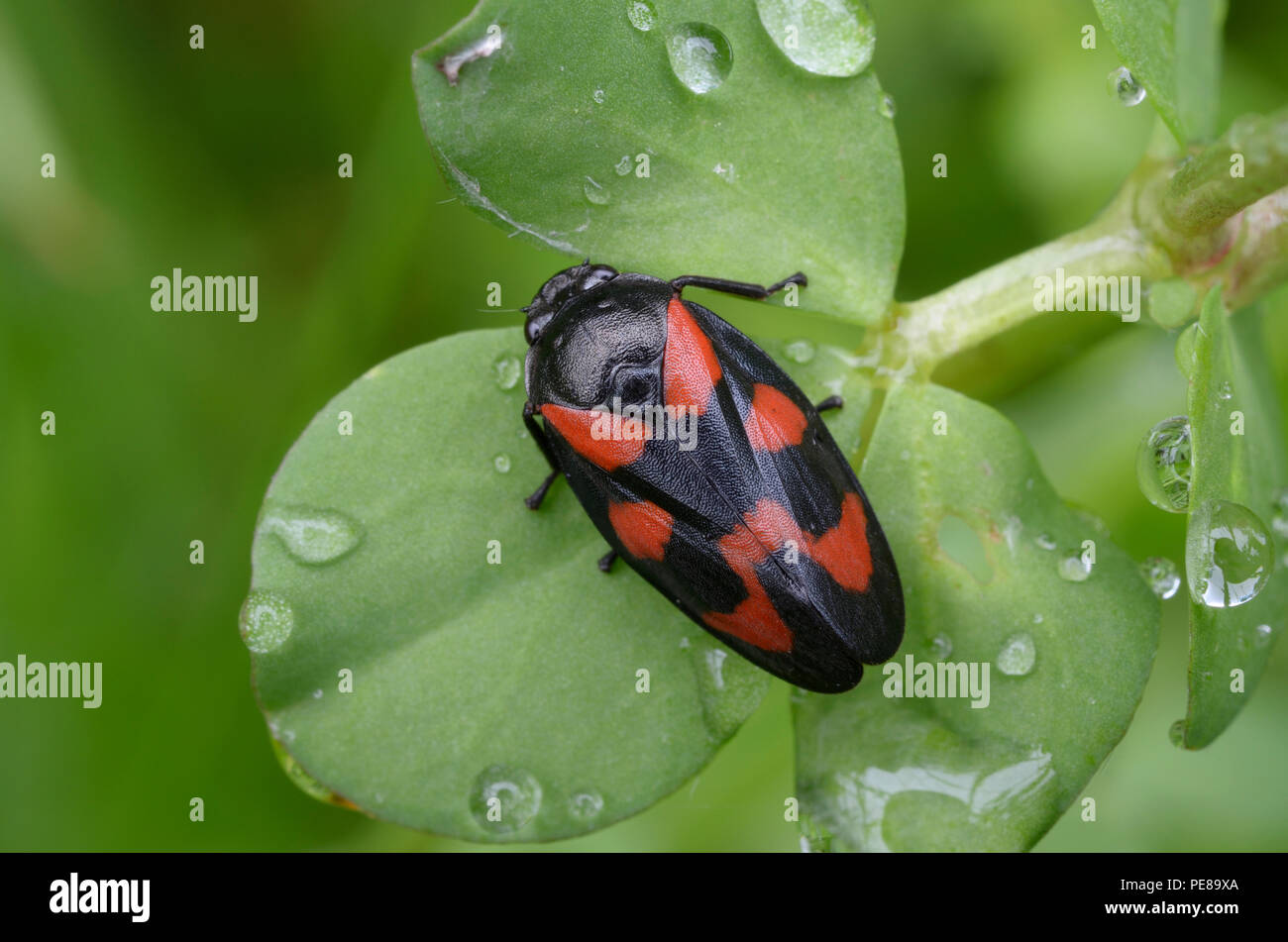 Insectes rouges et noirs un scarabée noir et rouge pour Banque de ...