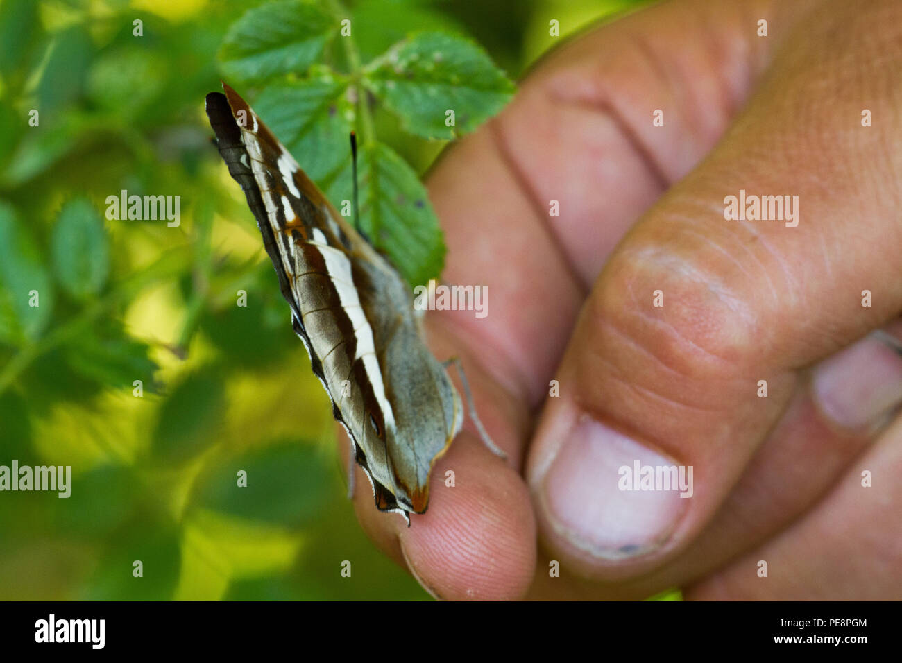 Purple Emperor papillon Apatura isis)- femelle sur la main de .Part ...