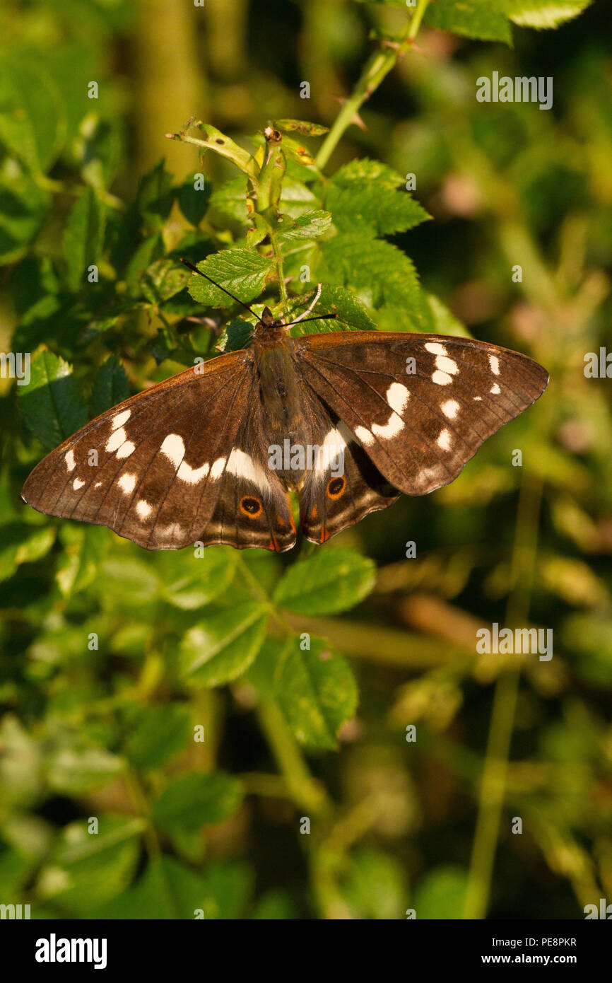 Purple Emperor papillon Apatura isis)- femelle sur ROSIER .partie de ...