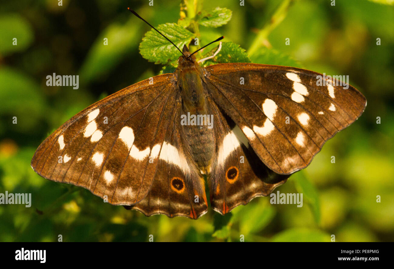 Purple Emperor papillon Apatura isis)- femelle sur ROSIER .partie de ...