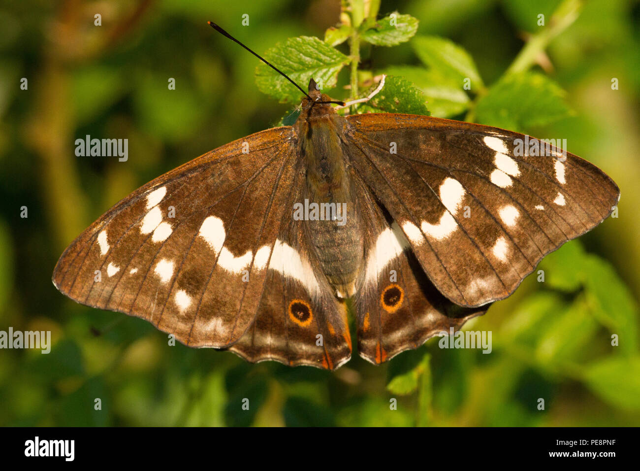 Purple Emperor papillon Apatura isis)- femelle sur ROSIER .partie de ...