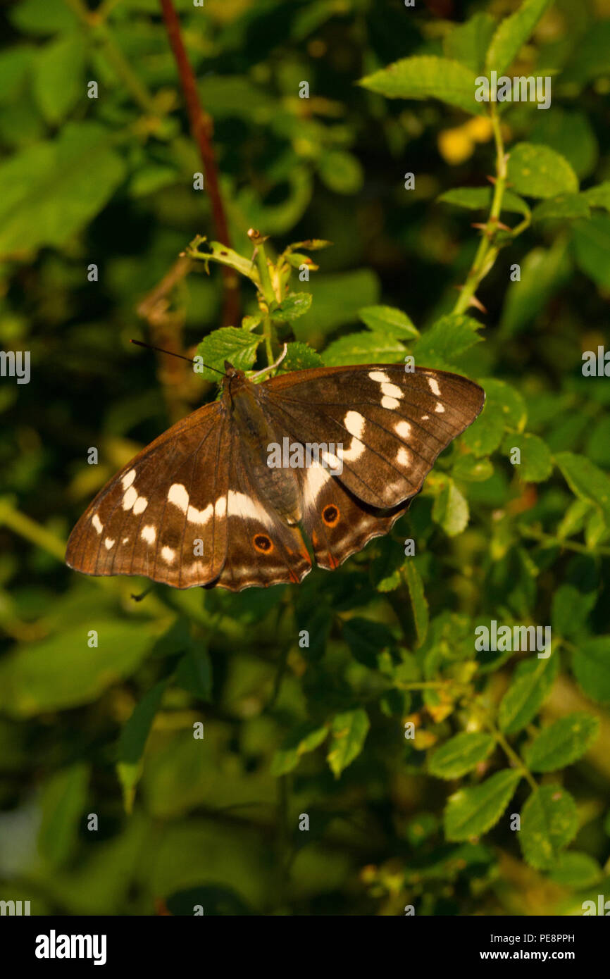Purple Emperor papillon Apatura isis)- femelle sur ROSIER .partie de ...