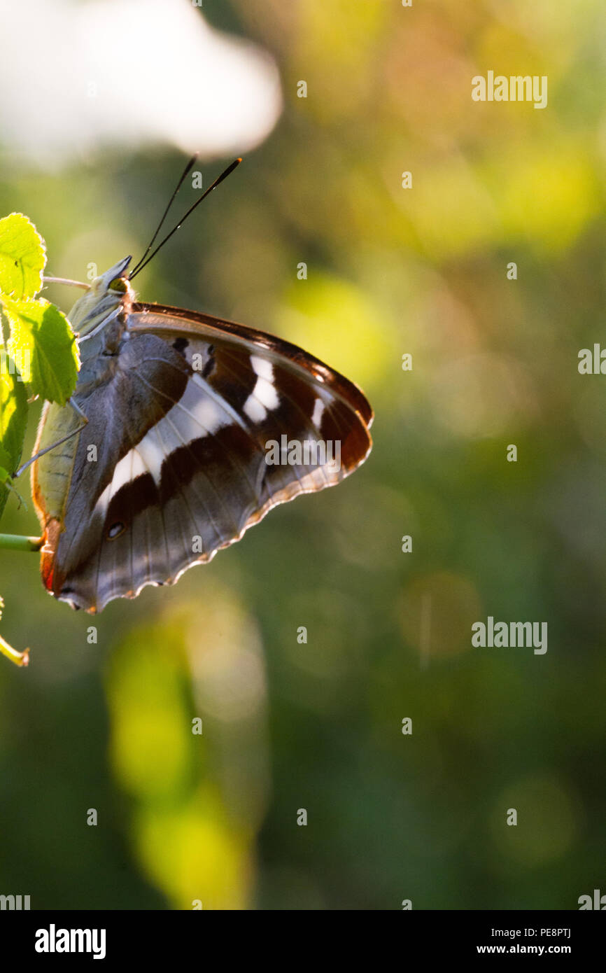 Purple Emperor papillon Apatura isis)- femelle sur ROSIER .partie de ...