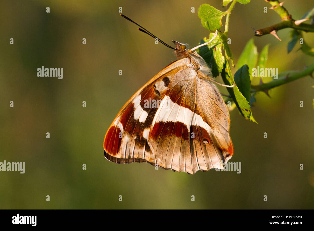 Purple Emperor papillon Apatura isis)- femelle sur ROSIER .partie de ...