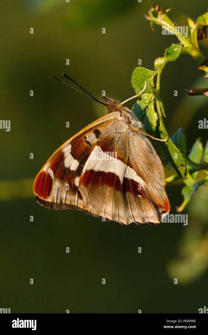 Purple Emperor papillon Apatura isis)- femelle sur ROSIER .partie de ...