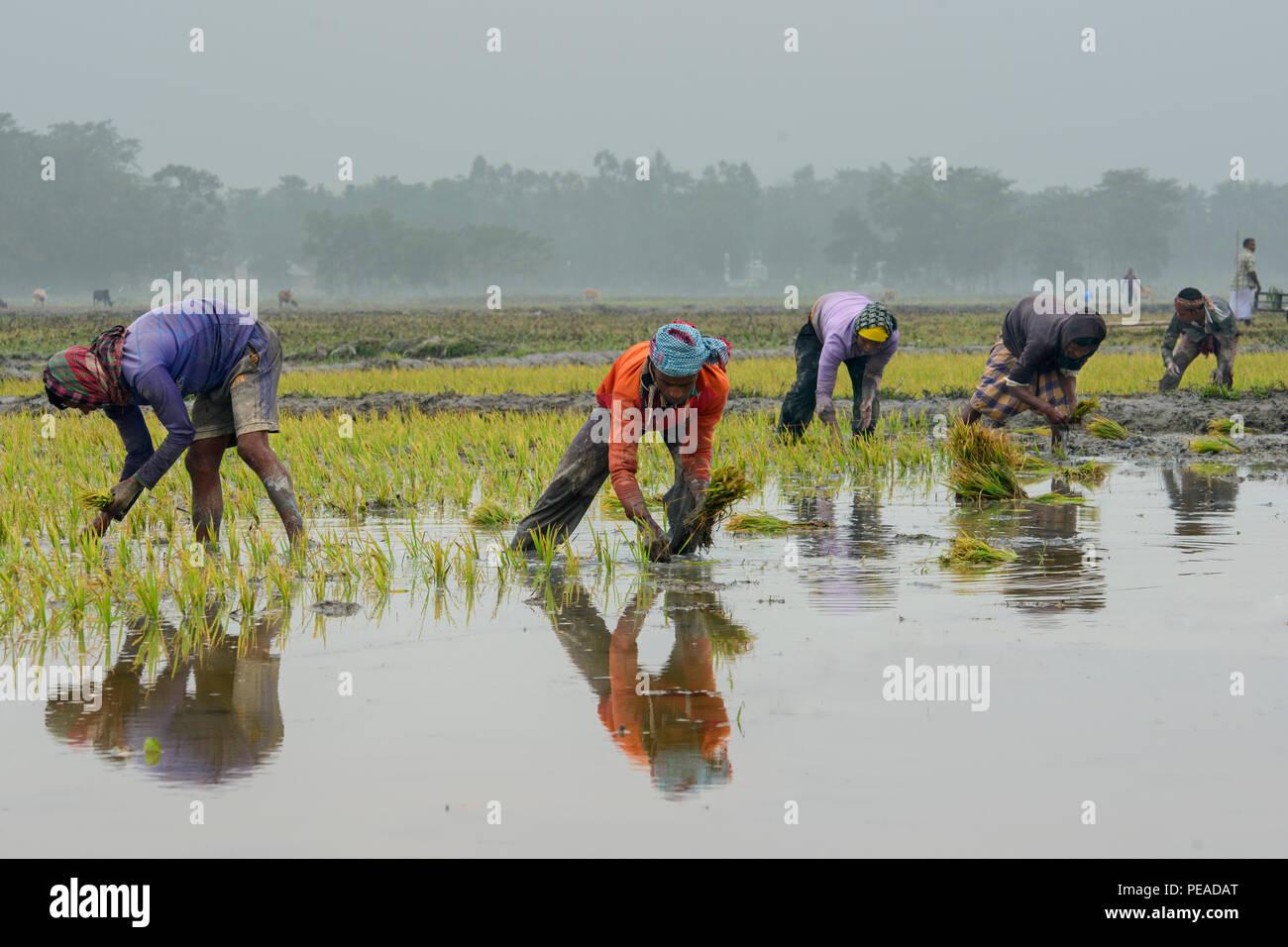 Cultivation of rice Banque de photographies et d’images à haute ...