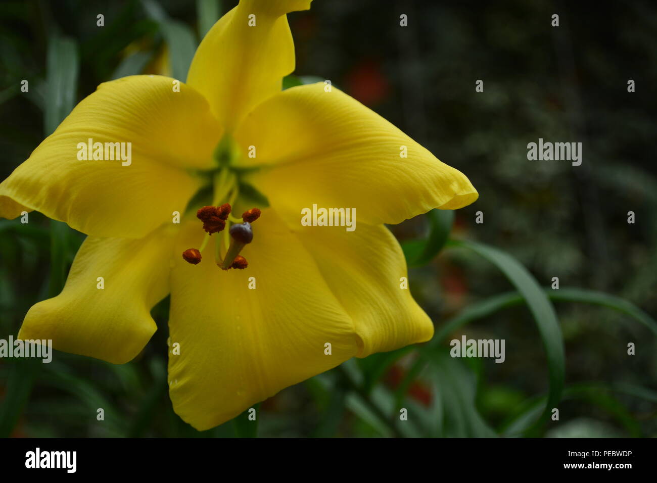 Lys de pluie jaune Banque de photographies et d’images à haute résolution - Alamy