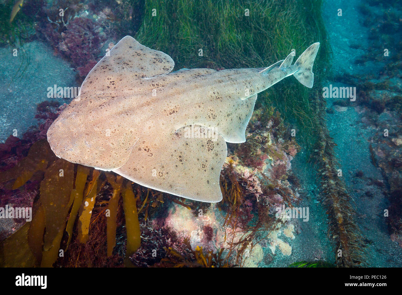 Le Pacifique, Squatina californica requin ange, avec son corps plat et ...
