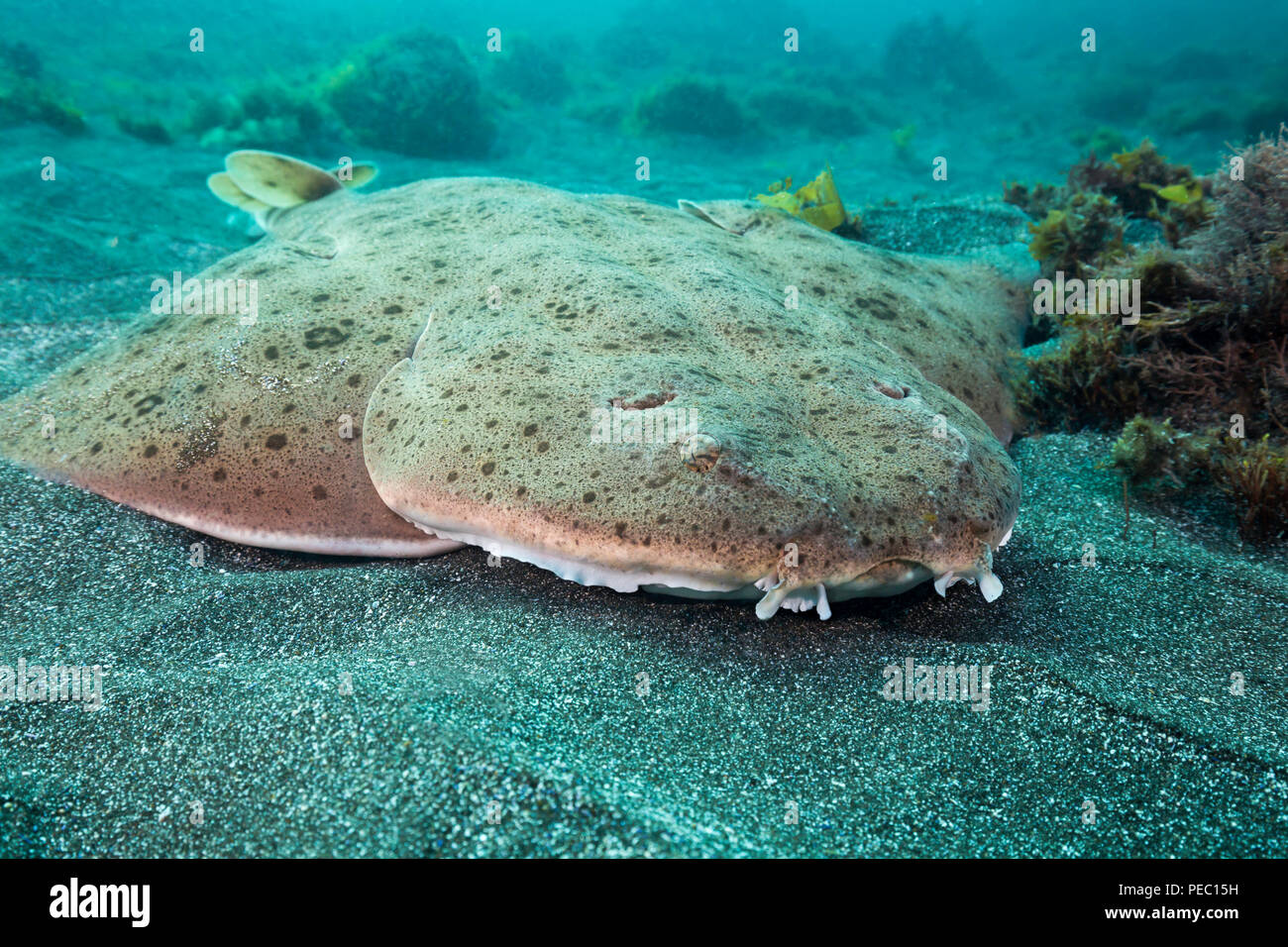 Requin Ange Squatina Squatina Banque d'image et photos - Alamy