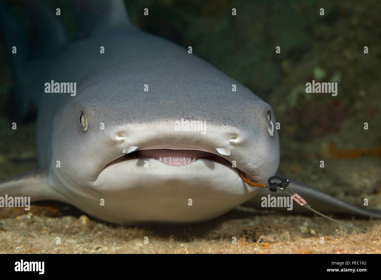 Une mâchoire de requin Banque de photographies et d’images à haute ...